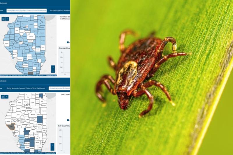 Spotted Fever Group Rickettsiosis