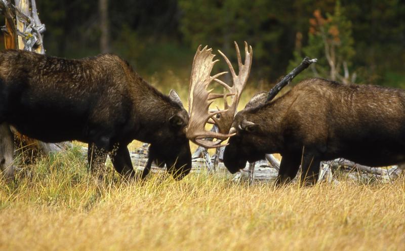 Moose Migration up North to survive Climate change