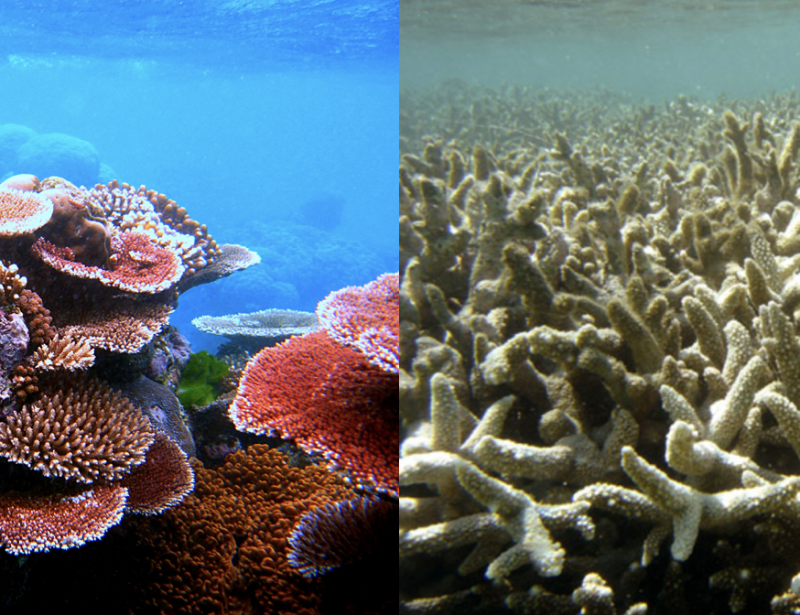 Coral Reef Degradation